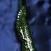 Pentecost Island in Pentecost Island, Vanuatu (Google Maps)