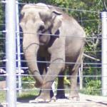 Asian elephant in Los Angeles, CA (Google Maps) (#2)