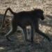 Chacma baboon in Kasane, Botswana (Google Maps)