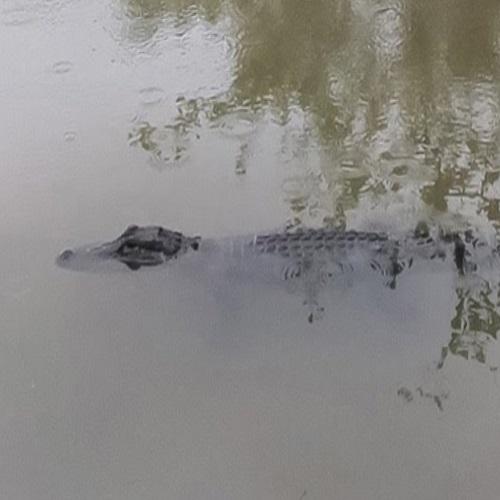 Gator in Homestead, FL (Google Maps)
