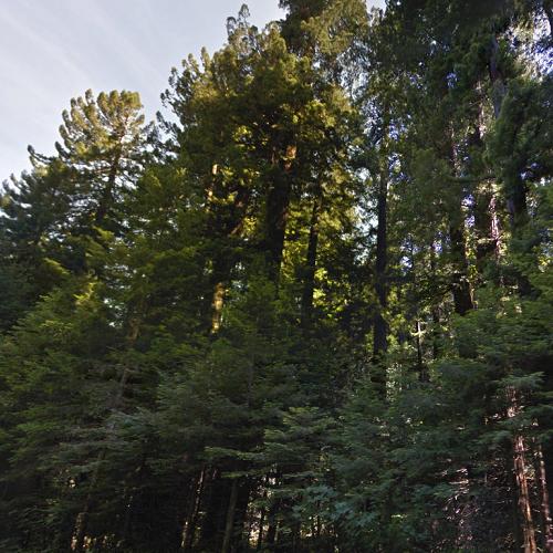 Owen R. Cheatham Grove ("Star Wars") in Carlotta, CA (Google Maps)