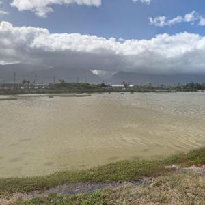 Kanaha Pond State Wildlife Sanctuary in Kahului, HI - Virtual Globetrotting