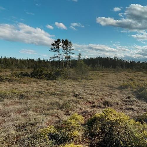 Orono Bog in Orono, ME (Google Maps)