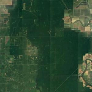 Delta National Forest in Vicksburg, MS - Virtual Globetrotting