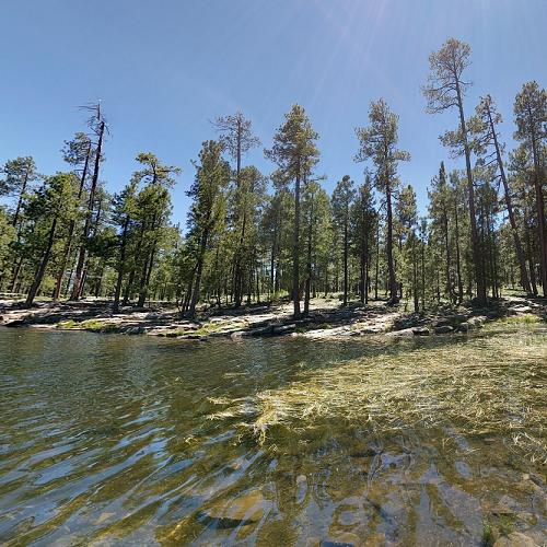 Apache-Sitgreaves National Forest in Springerville, AZ (Google Maps)