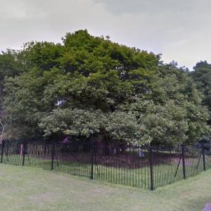 Allerton Oak (2019 English Tree of the Year) in Liverpool, United ...
