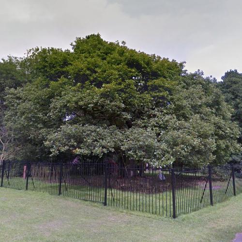 Allerton Oak (2019 English Tree of the Year) in Liverpool, United ...
