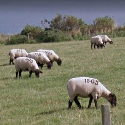 Numbered sheep in New Aberdour, United Kingdom - Virtual Globetrotting