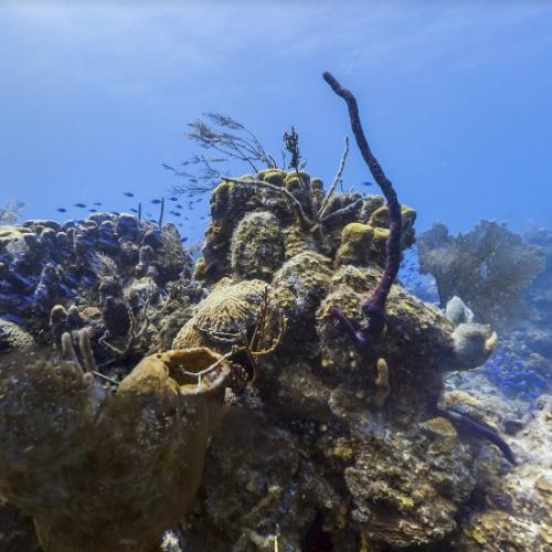 Lighthouse Reef in Lighthouse Reef, Belize (Google Maps)