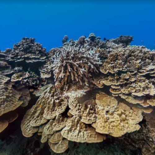 Trader's Reef in Avarua, Cook Islands (Google Maps)