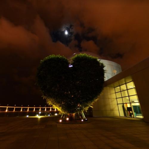 Heart-shaped tree in Macau, Macao (Google Maps)