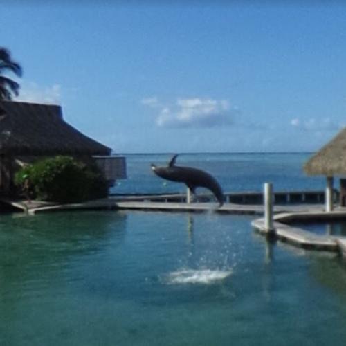 Moorea Dolphin Center in Papetoai, French Polynesia (Google Maps) (#2)