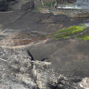Tetrapod Trackway in Knight's Town, Ireland - Virtual Globetrotting