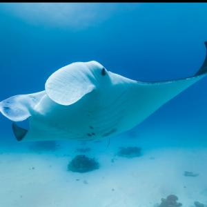 Stingray (Great Barrier Reef) in Lady Elliot Island, Australia ...
