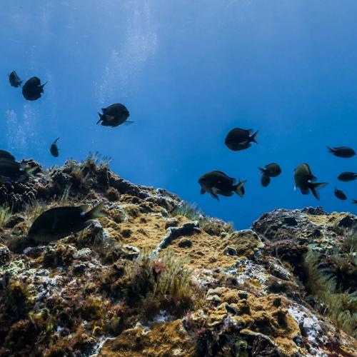 School and/or Shoal of Fish in Lord Howe Island, Australia (Google Maps)