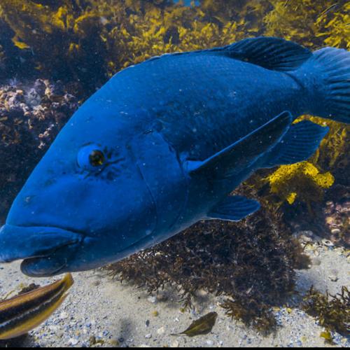 Large Fish (Sydney, AU) in Sydney, Australia (Google Maps)