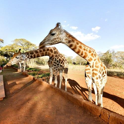 Giraffe at Giraffe Manor in Nairobi, Kenya (Google Maps)
