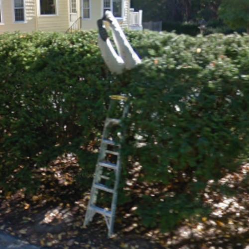 Guy falling off a ladder into a bush in Weston, MA - Virtual Globetrotting