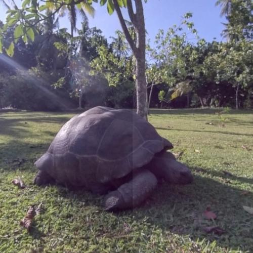 Seychelles giant tortoise in North Island, Seychelles (Google Maps)