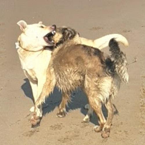 Dogs being dogs in Port Saint John’s, South Africa (Google Maps)