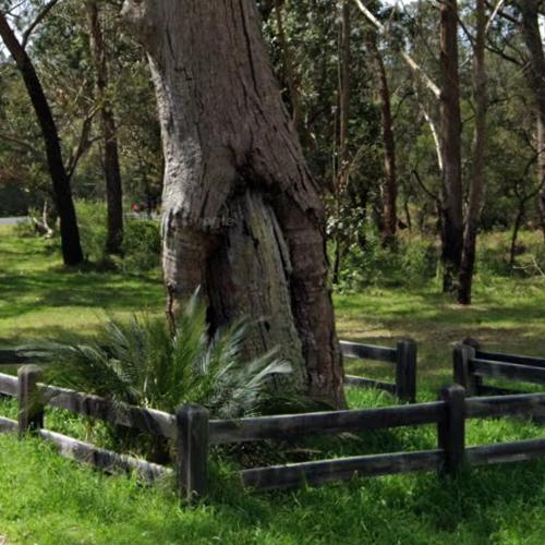 Broulee Canoe Tree in Broulee, Australia - Virtual Globetrotting