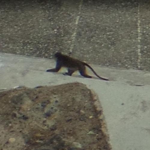 Kelimutu Monyet ("Mount Boiling Monkey") in Ende, Indonesia (Google Maps)
