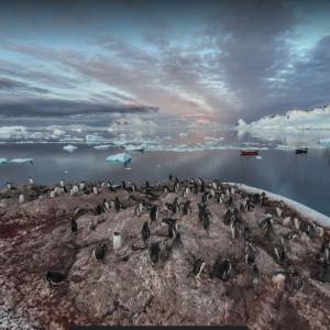 Club Penguin Island IRL in Almirante Brown Antarctic Base, Antarctica ...