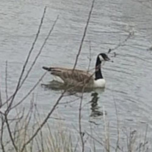 Canada Goose – Branta canadensis in Hainault, United Kingdom (Google Maps)