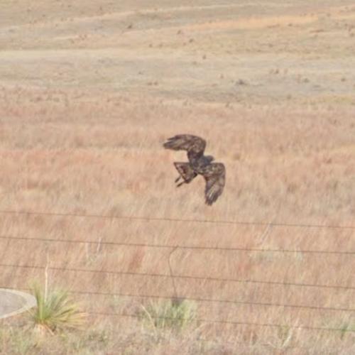 (Swainson's?) Hawk flying next to its kill in Mud Butte, SD (Google Maps)