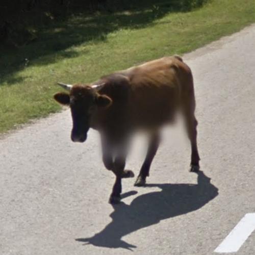 Cow on road in Tangi-chu, Russian Federation (Google Maps)