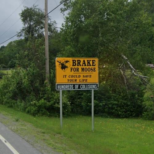 Brake for Moose: It Could Save Your Life in Errol, NH (Google Maps) (#2)