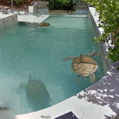 Green Turtles - Bermuda Zoo in Hamilton, Bermuda (Google Maps)