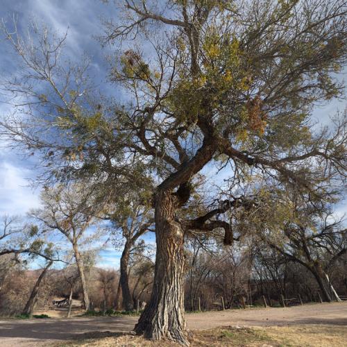 Percha Dam State Park in Arrey, NM (Bing Maps)