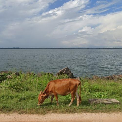 Parakrama Samudra in Polonnaruwa, Sri Lanka (Google Maps)