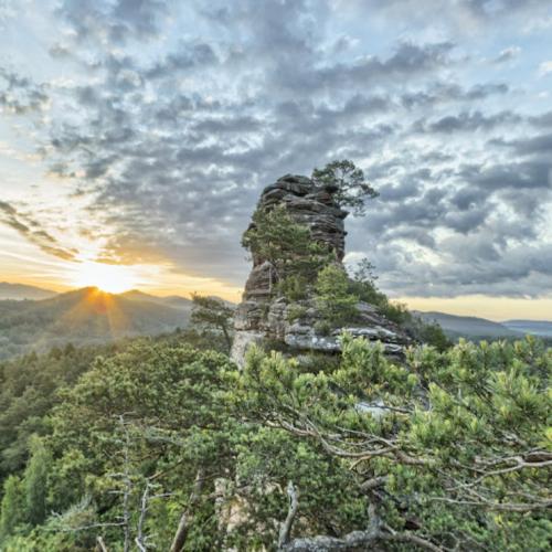 Nature Reserve/Biosphäre Pfälzerwald-Nordvogesen (DLFF-0026) in Dahn ...