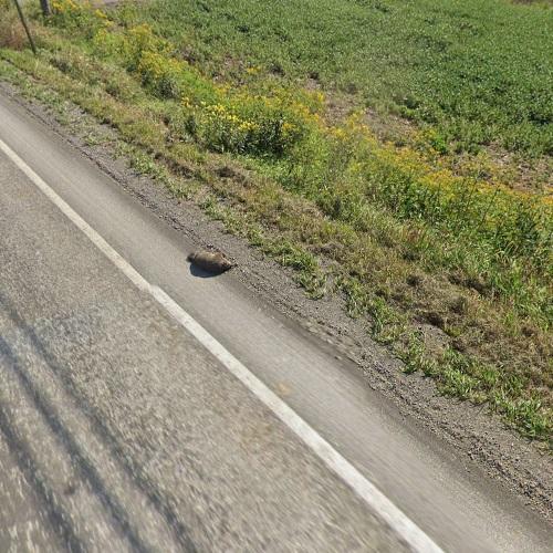 overrun animal in New Wilmington, PA (Google Maps)