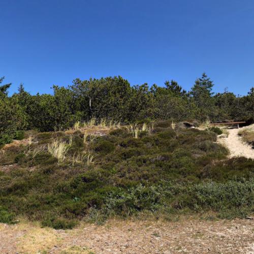 Blaabjerg Egekrat, Lyngbos Hede og Hennegaards Klitter - (Blåbjerg ...