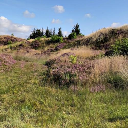 Aaskov Hede - (Åskov Hede) (OZFF-0276) in Gram, Denmark (Google Maps)