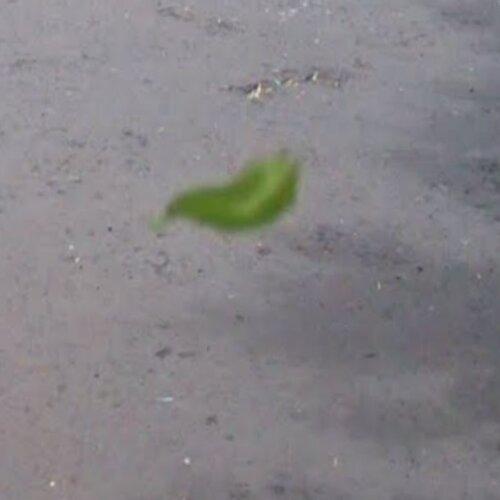 Leaf in Marialva, Brazil (Google Maps) (#2)