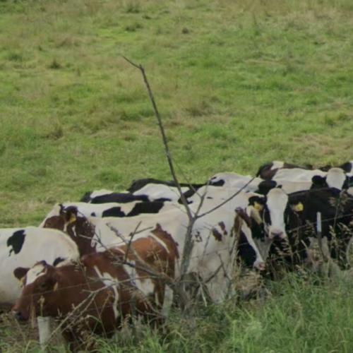 Cows in Dodgeville, WI (Google Maps)