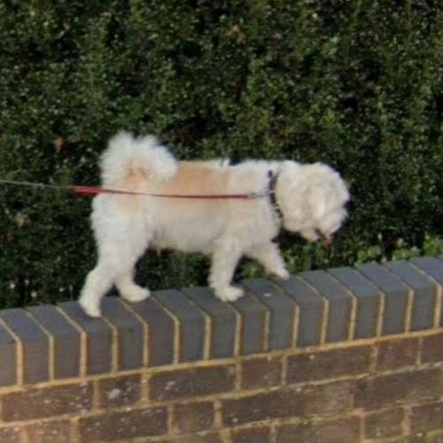 Dog in Stevenage, United Kingdom (Google Maps)