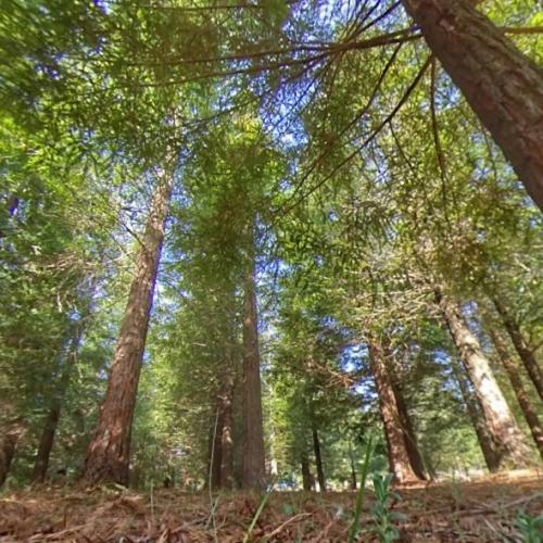 Bosque Colón in Poio, Spain (Google Maps)