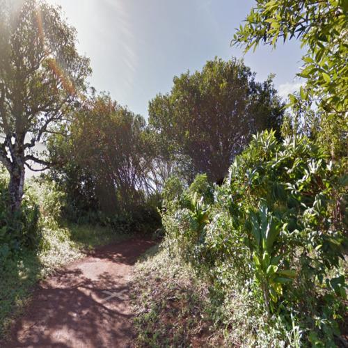 Forest in Adamstown, Pitcairn (Google Maps)