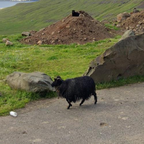 Goat in Trongisvágur, Faroe Islands (Google Maps) (#8)