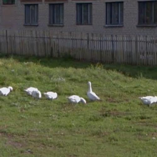 Geese in Karabash, Russian Federation (Google Maps) (#6)