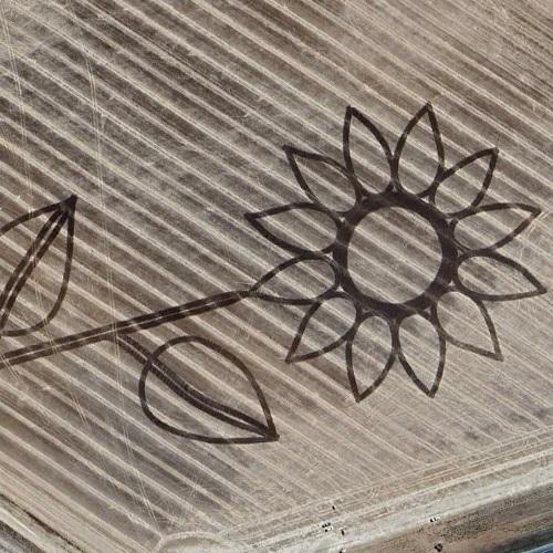 Giant Sunflower in Freeling, Australia (Google Maps) (#2)