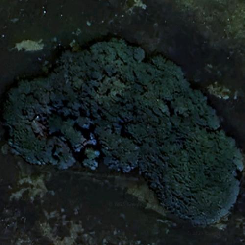 Mangrove Key in Ocean Reef, FL (Google Maps)