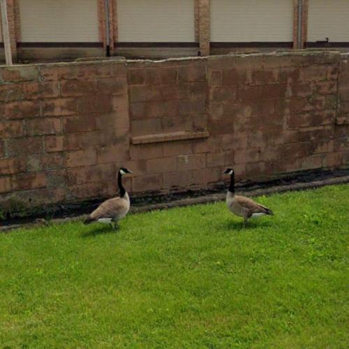 Canada geese in Rockford, IL (Google Maps) (#3)
