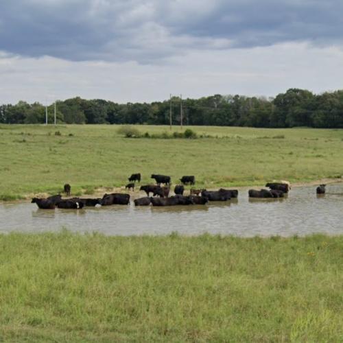 Cattle in Quebeck, TN (Google Maps)