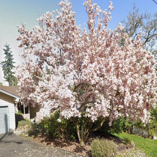 Cherry Tree in Lake Forest Park, WA - Virtual Globetrotting